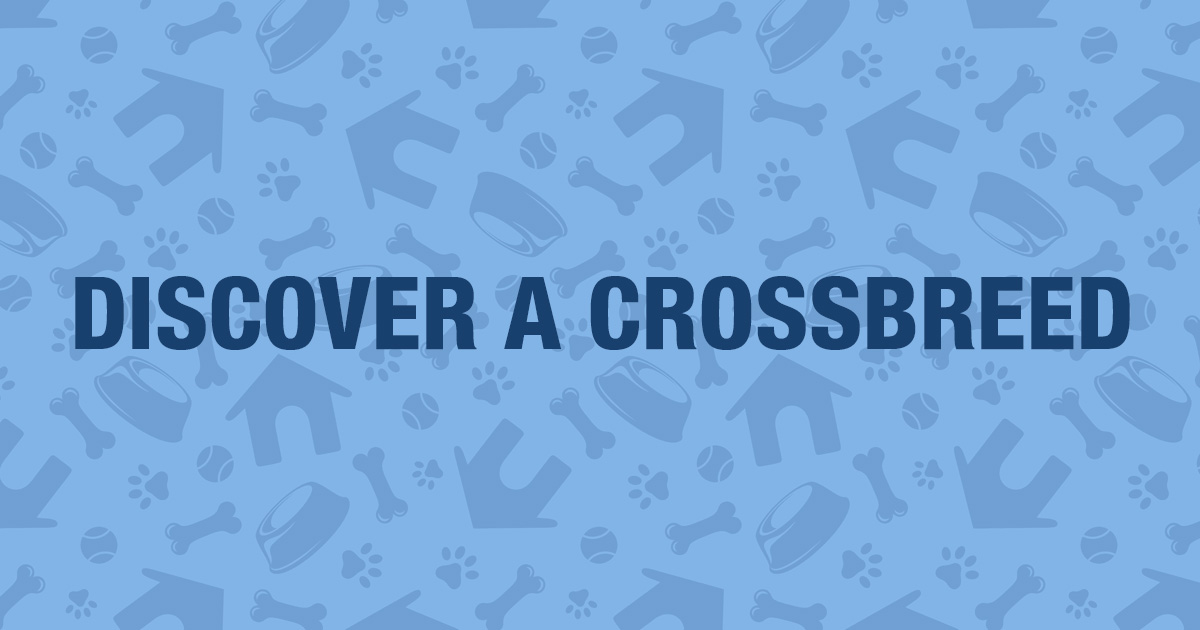 Co-op | Crossbreeds